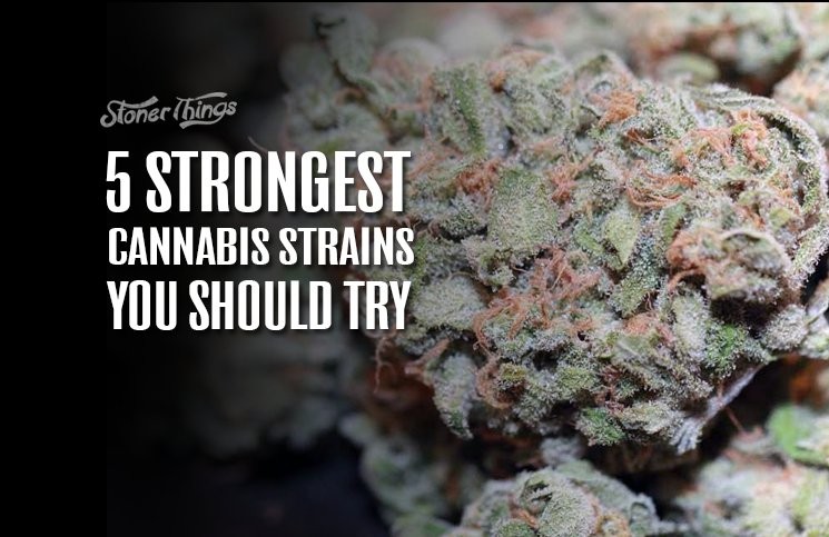 5 Strongest Cannabis Strains You Should Try - Stoner Things