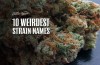 10 Weirdest Strain Names - Stoner Things