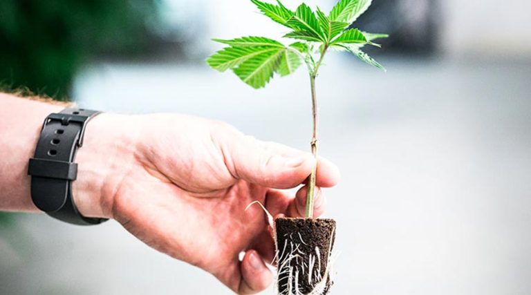 Why and How to Clone Cannabis Plants - Stoner Things