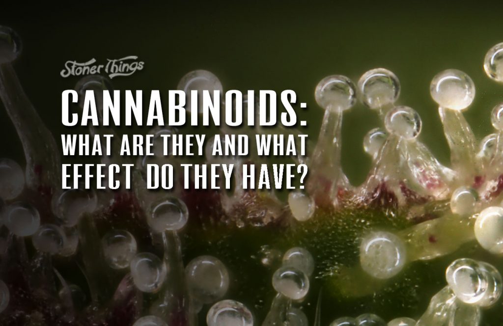 What Are Cannabinoids and What Effect Do They Have? - Stoner Things