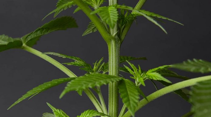 Cannabis Plant Anatomy - Stoner Things