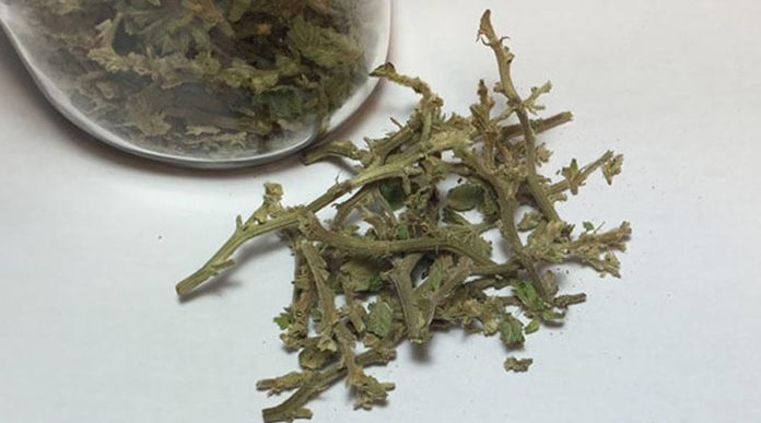 How to Salvage Marijuana Stems - Stoner Things