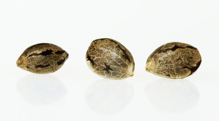 Feminized Seeds: Everything You Need to Know - Stoner Things