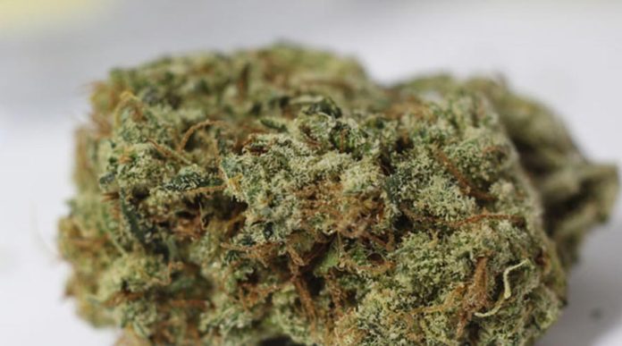 Dutch Treat Strain Review - Stoner Things