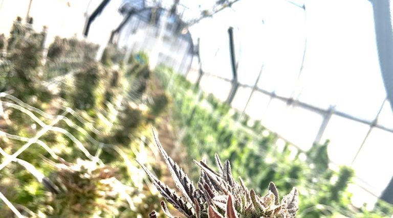 What is SCROG and How to Do It to Your Weed Plants - Stoner Things